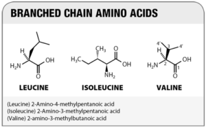 BCAA Benefits: What are the BCAAs and How Do They Work? - MM